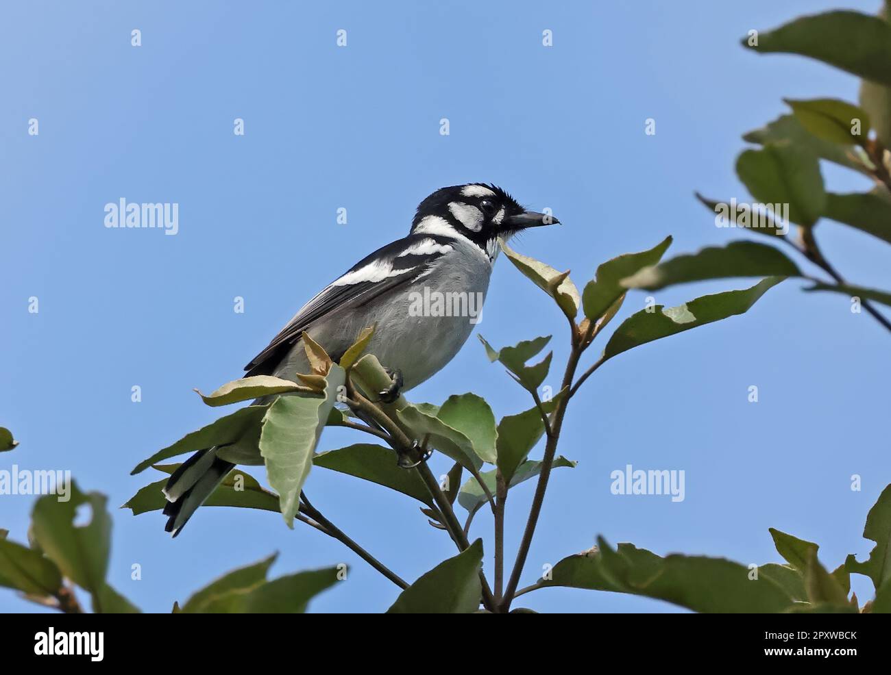 White-eared Monarch (Carterornis leucotis) adult perched in top of tree ...