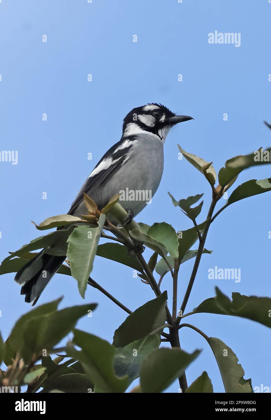 White-eared Monarch (Carterornis leucotis) adult perched in top of tree ...