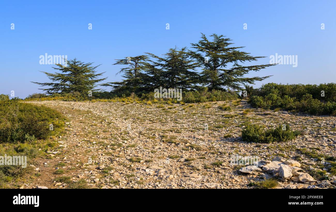 Ancient cedar trees on rock hi-res stock photography and images - Alamy