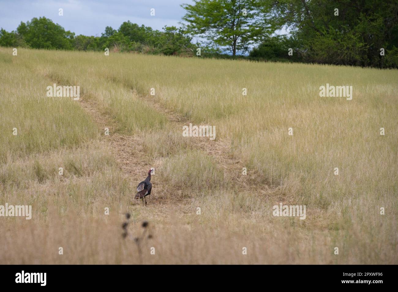 United States: April, 15 2023: A eastern wild turkey feeds on bugs in a ...