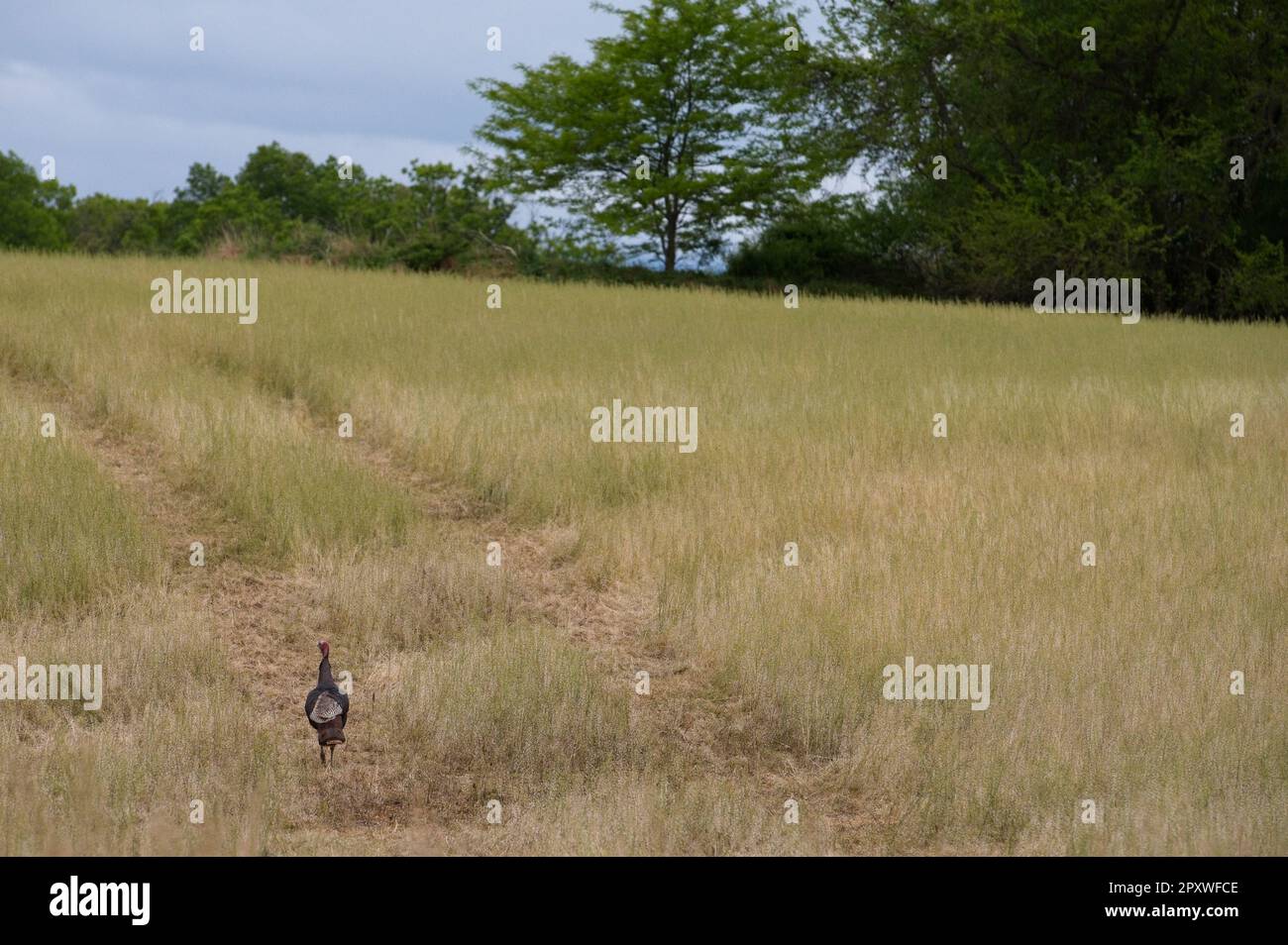 United States: April, 15 2023: A eastern wild turkey feeds on bugs in a ...