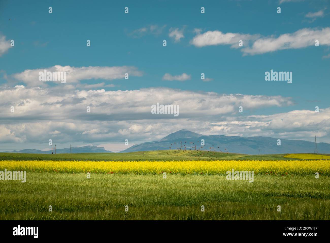 Group of birds flying over the wheat crops and the mountain Kissavos in ...