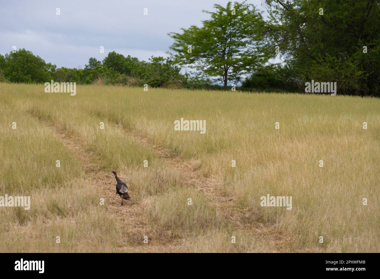 United States: April, 15 2023: A eastern wild turkey feeds on bugs in a ...