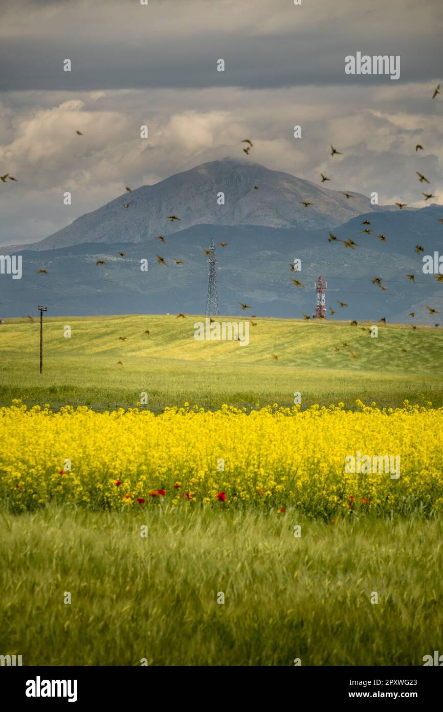 Group of birds flying over the wheat crops and the mountain Kissavos in ...