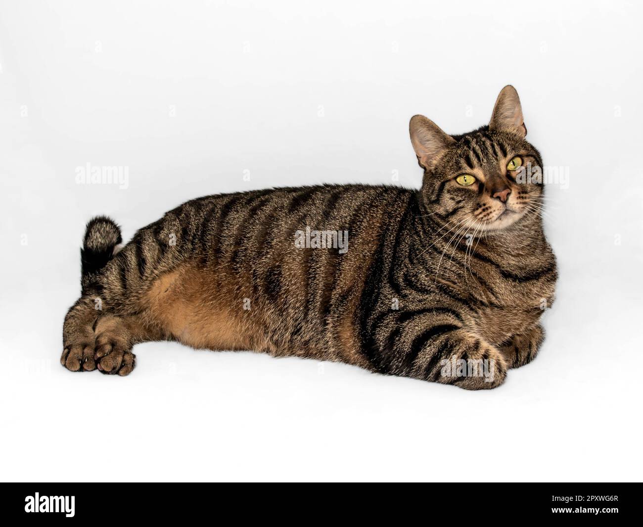 Beautiful European tabby cat with gray, black, and orange fur reclines ...