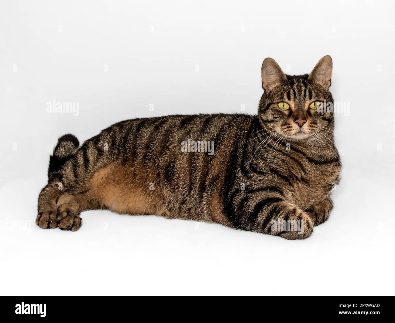 Exquisite European tabby cat with orange accents rests its paws on a ...