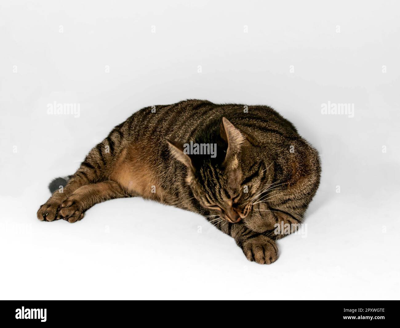 Beautiful gray and brown tabby cat in a relaxed lying pose, eyes closed in peaceful repose ...