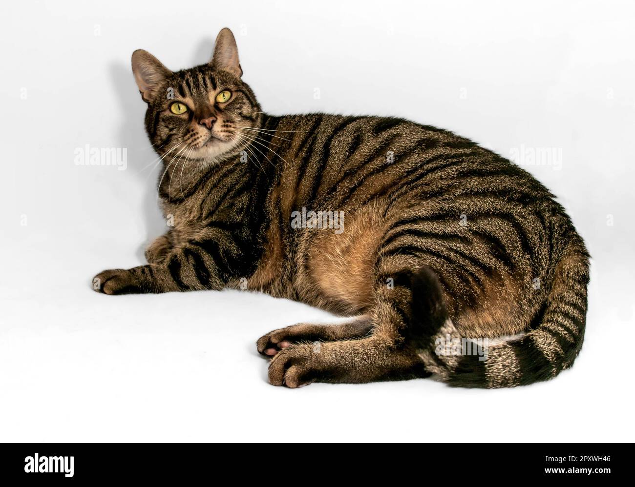 Beautiful European tabby cat with gray, black, and orange fur reclines ...