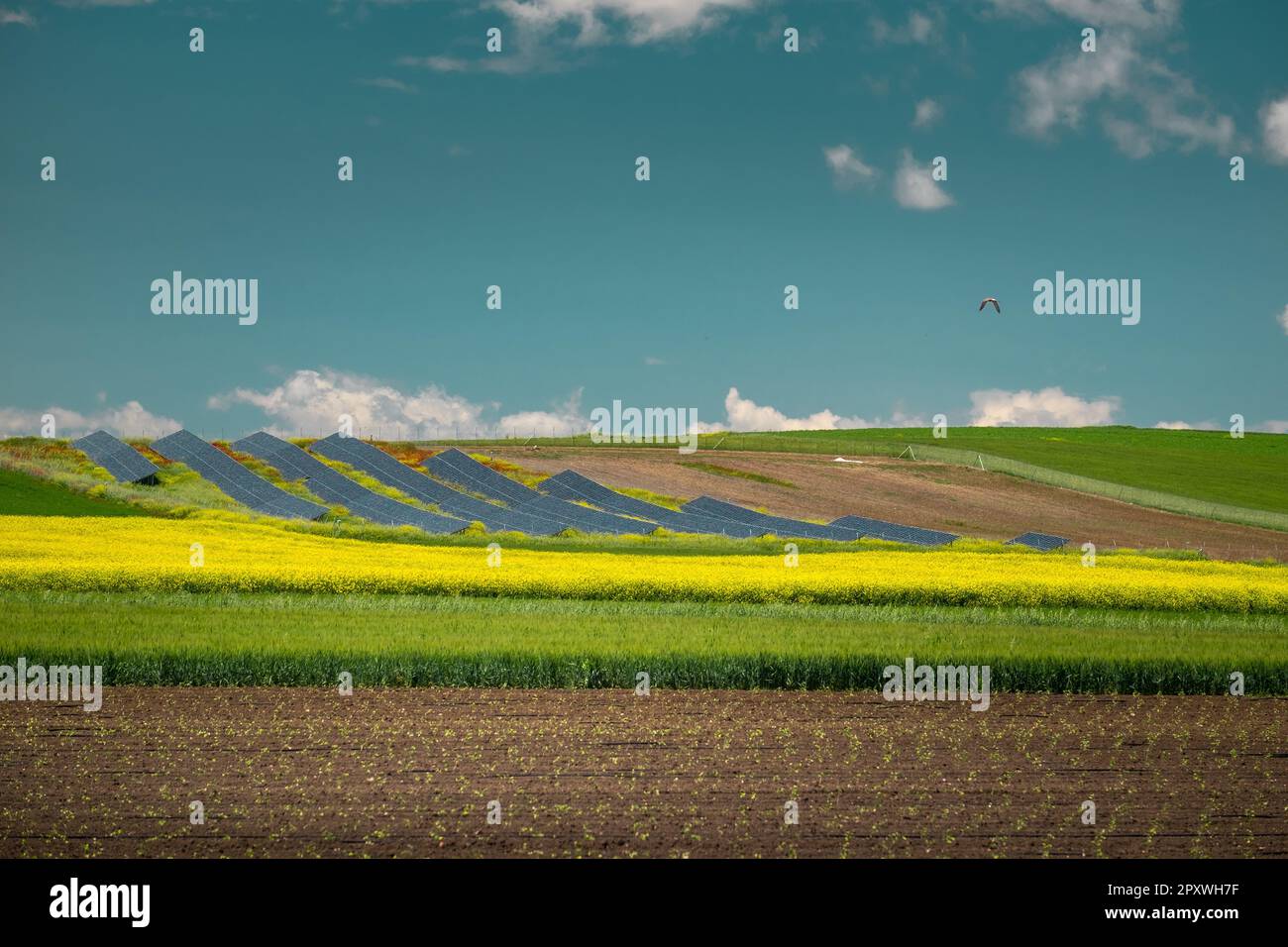 Renewable energy sources of solar panels installed in a field ...