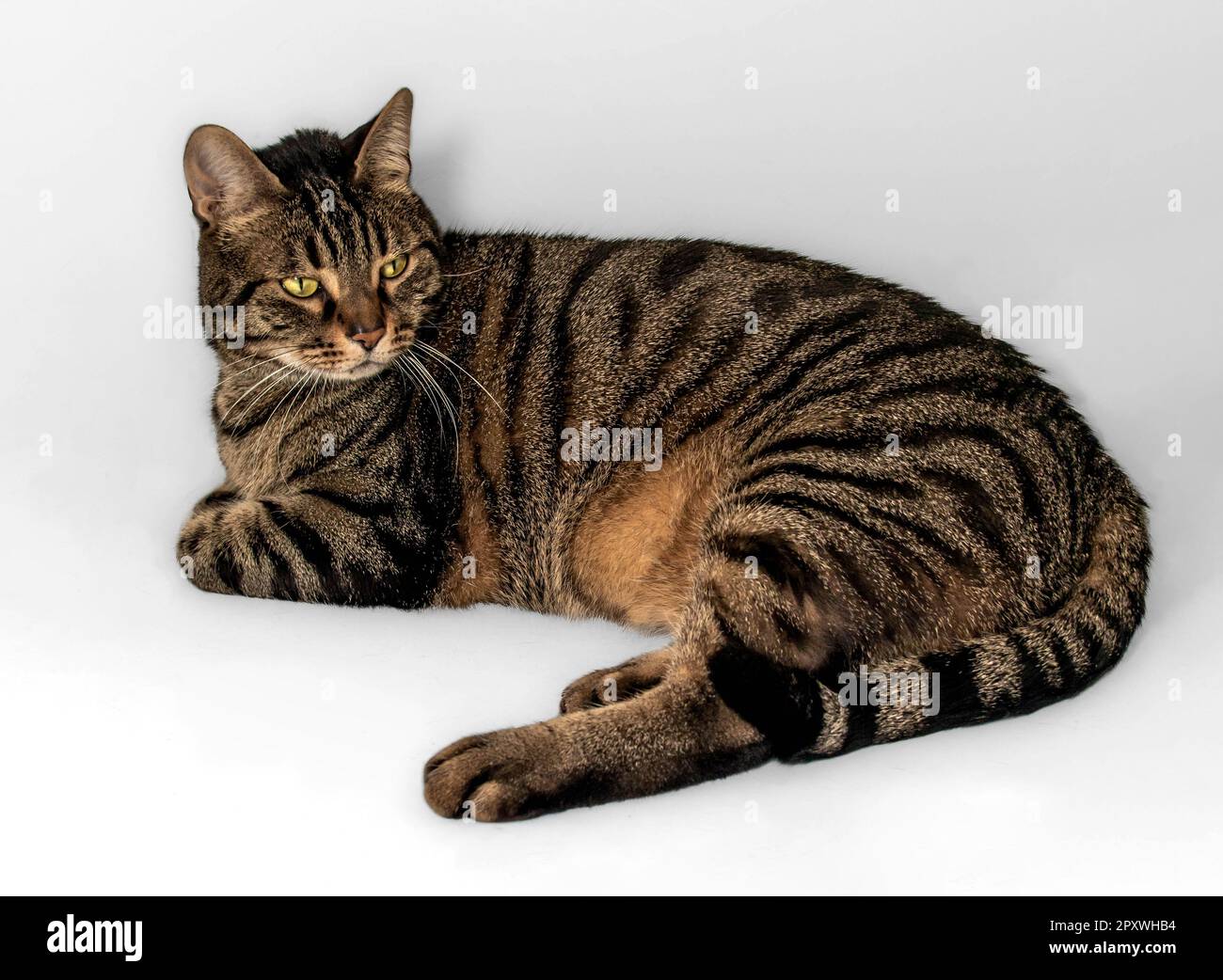 A beautiful gray, black, and orange European tabby cat relaxes with ...