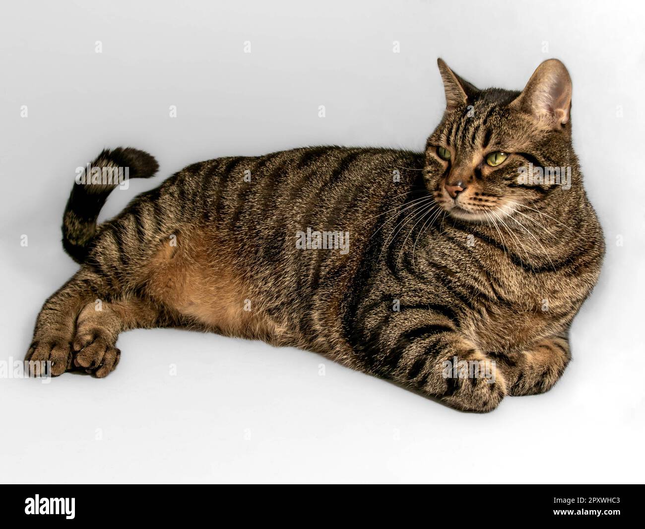Handsome gray and brown European tabby cat with orange accents reclines ...