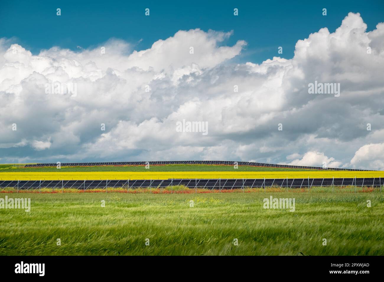 Renewable energy sources of solar panels installed in a field ...