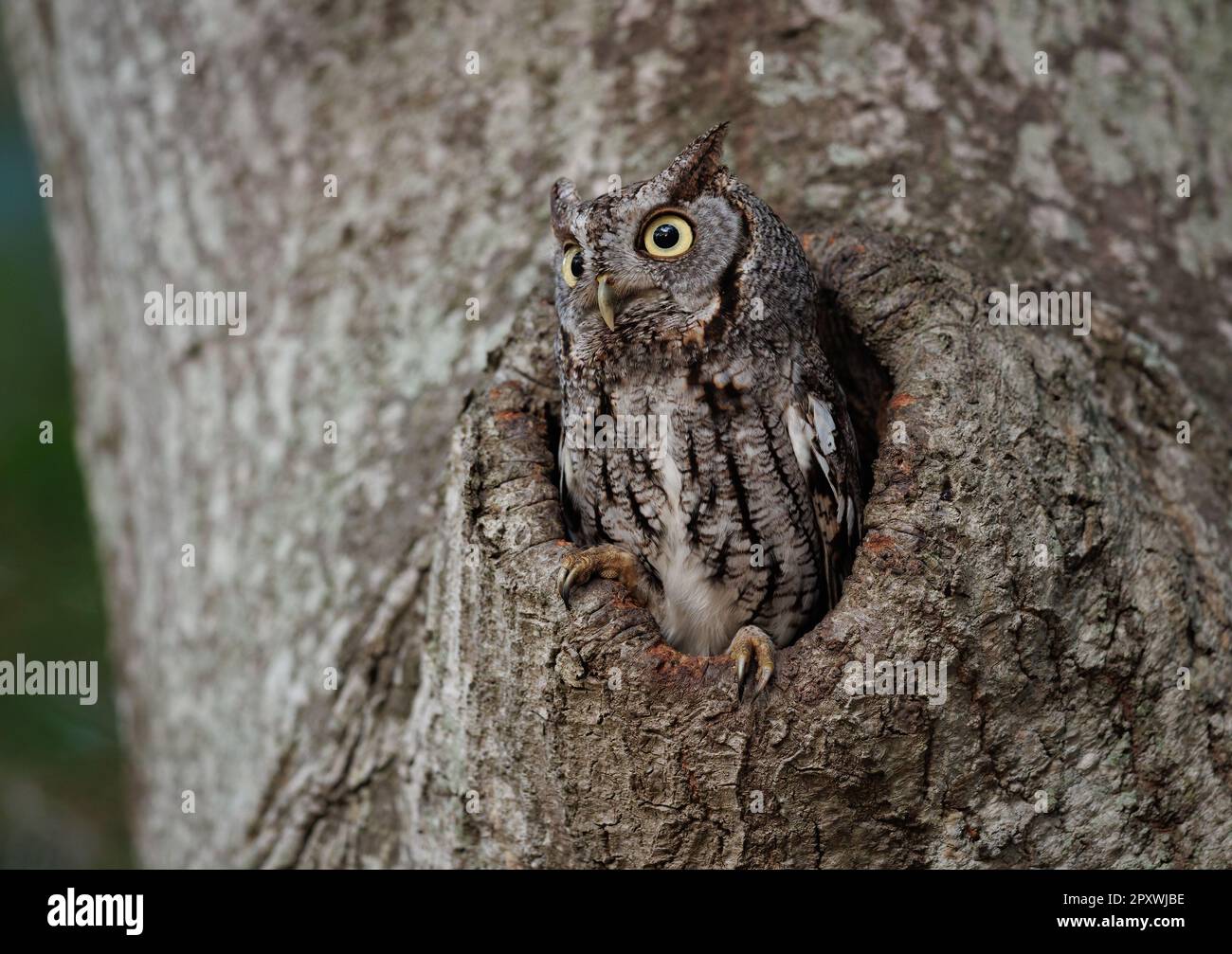 Eastern screech owl in a nest in Florida Stock Photo - Alamy