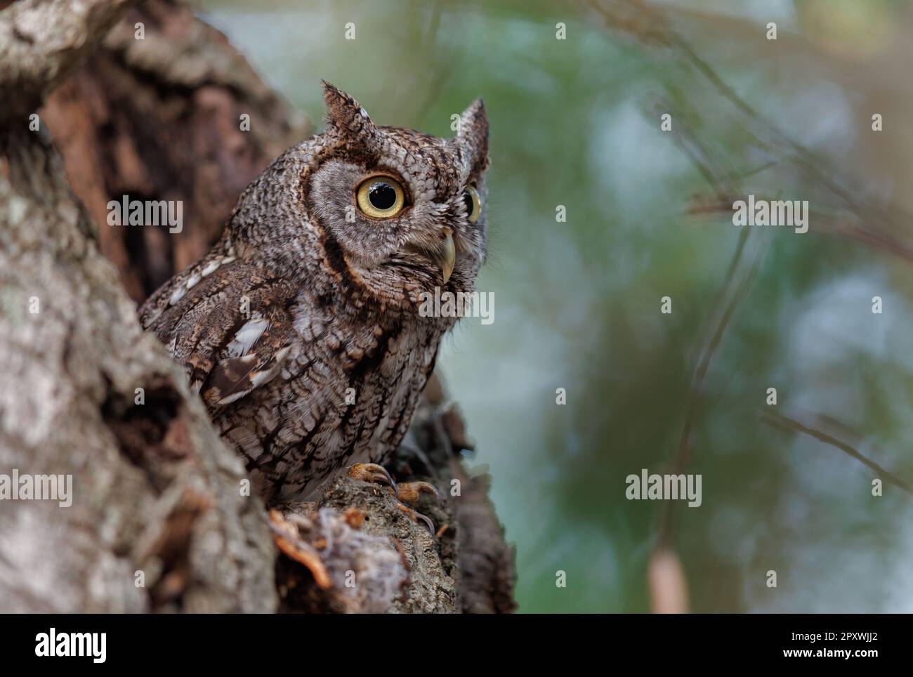 Eastern screech owl in a nest in Florida Stock Photo - Alamy