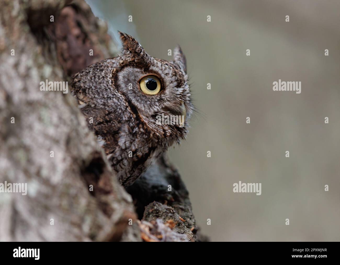 Eastern screech owl in a nest in Florida Stock Photo - Alamy