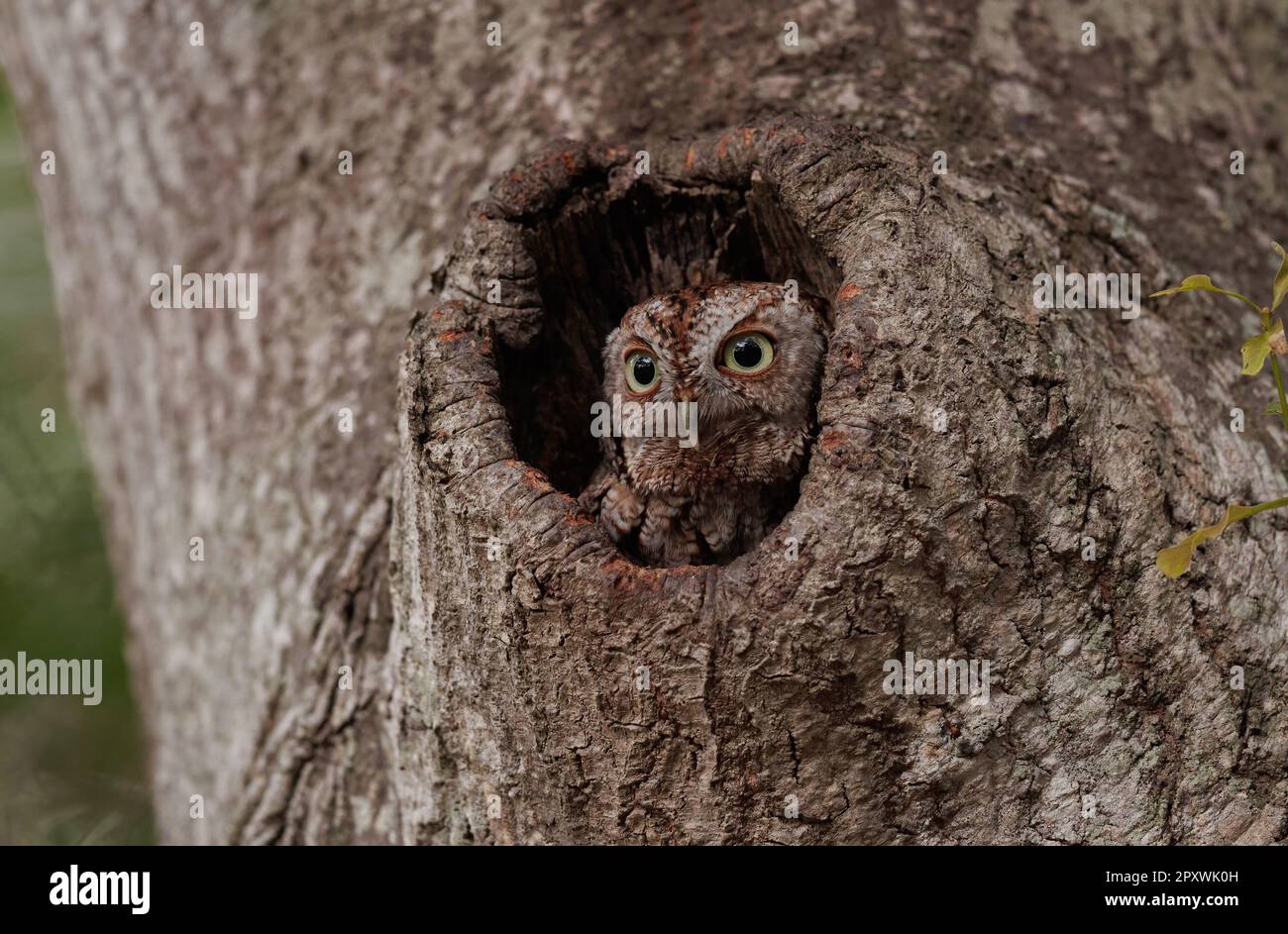 Eastern screech owl in a nest in Florida Stock Photo - Alamy