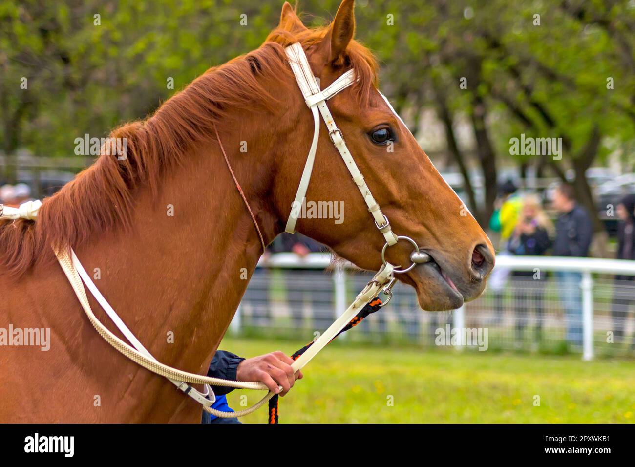Portrait of winner, thoroughbred red stallion Stock Photo - Alamy