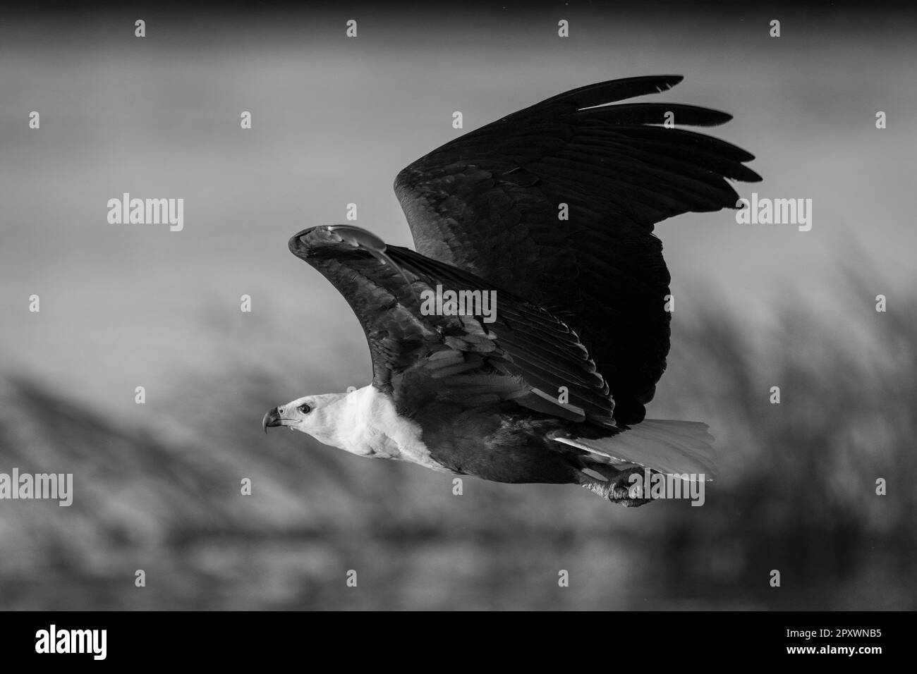 Mono African fish eagle flies over river Stock Photo - Alamy