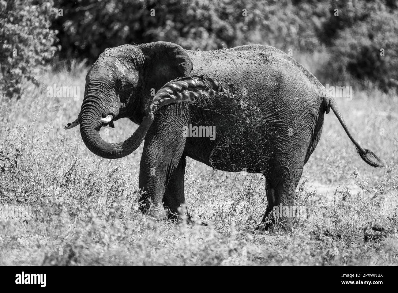 Mono African elephant throws mud over flank Stock Photo - Alamy