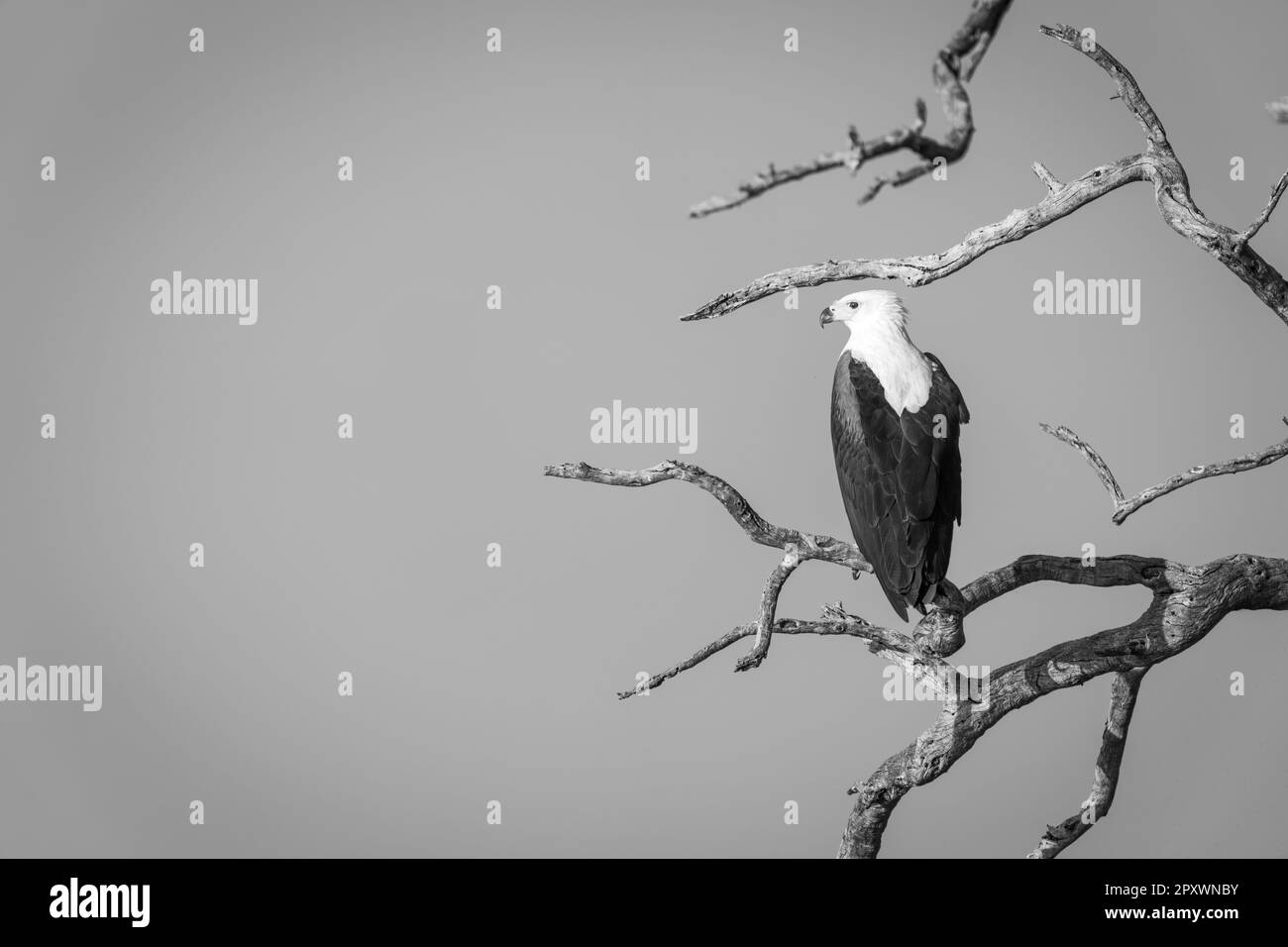 Fish eagle lodge hi-res stock photography and images - Alamy