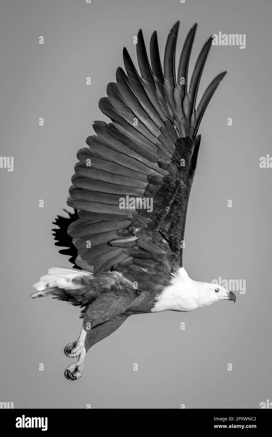 Mono African fish eagle with raised wings Stock Photo - Alamy