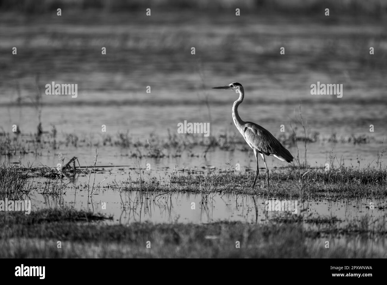 Mono grey heron in profile in shallows Stock Photo - Alamy