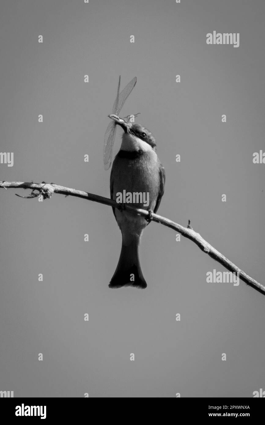 Eats insect hi-res stock photography and images - Alamy