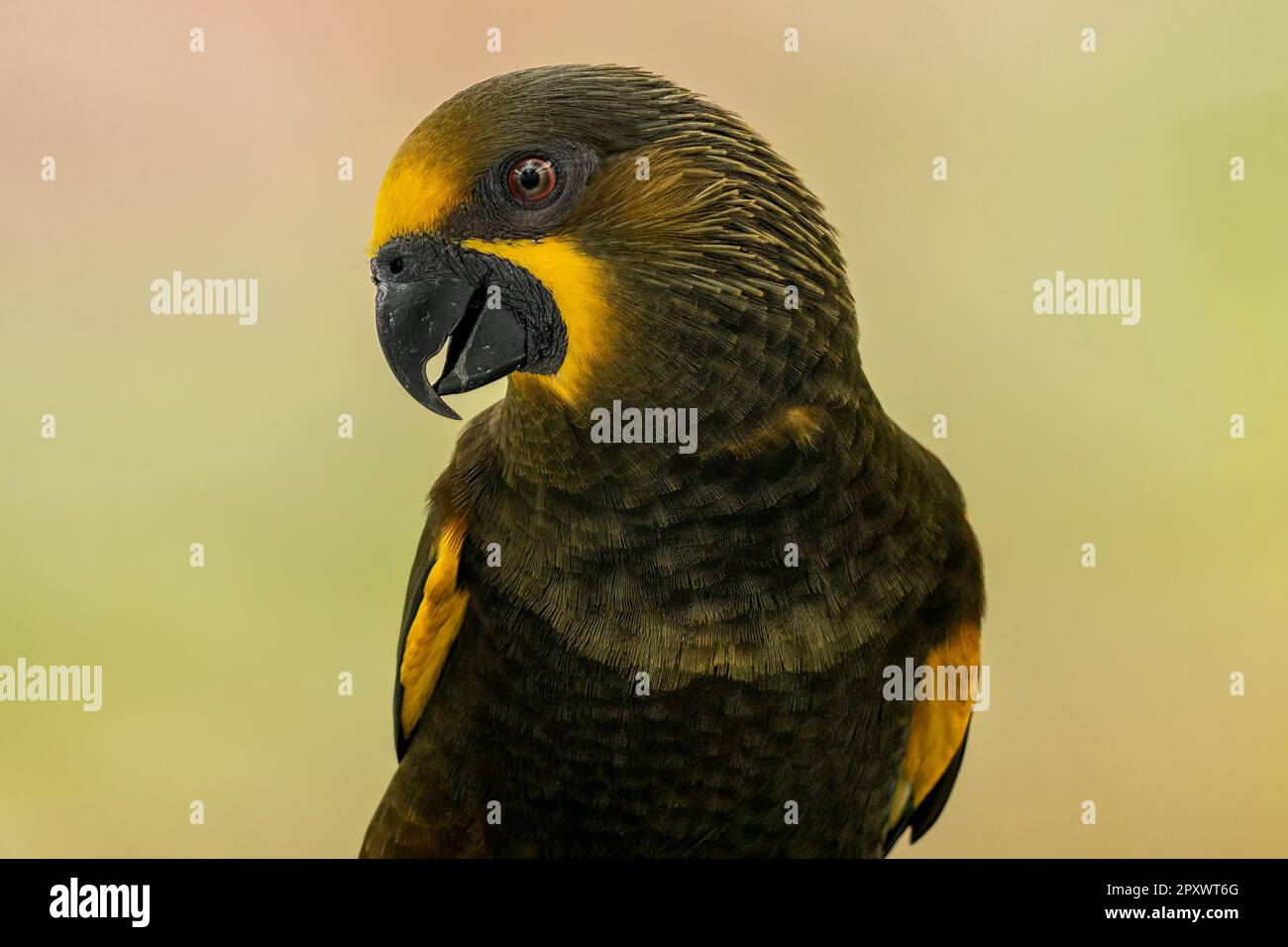 Chalcopsitta duivenbodei hi-res stock photography and images - Alamy