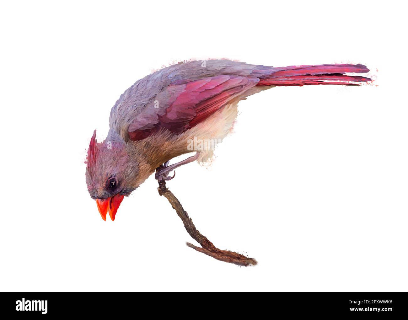 Digital Watercolor Painting of Female Northern Cardinal Isolated on ...