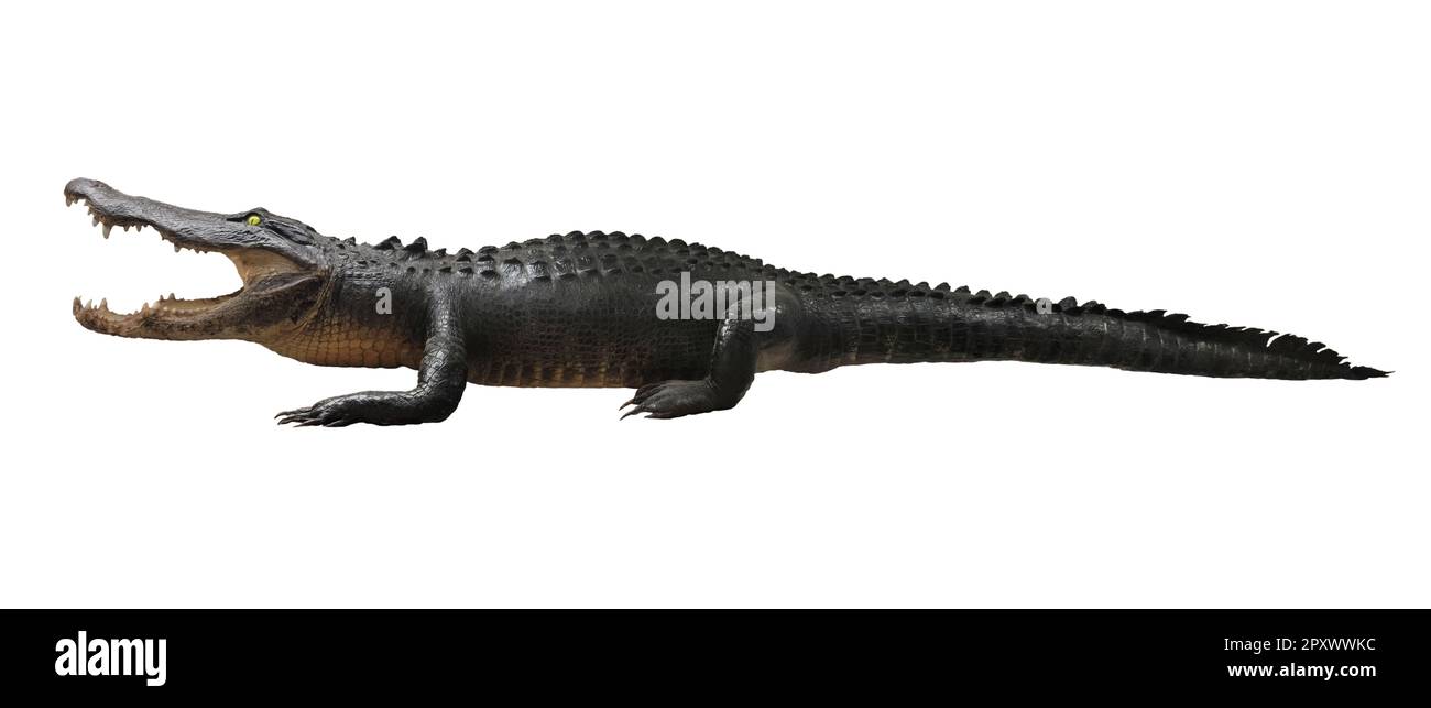 Large American Alligator isolated on white background Stock Photo - Alamy