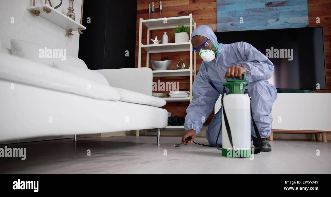 Exterminate Pest Termites In Living Room Service Stock Photo - Alamy