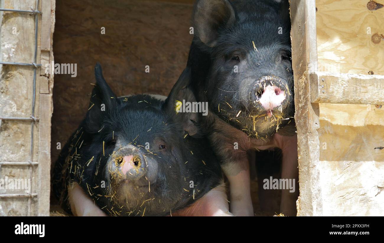 Hampshires pigs hi-res stock photography and images - Alamy