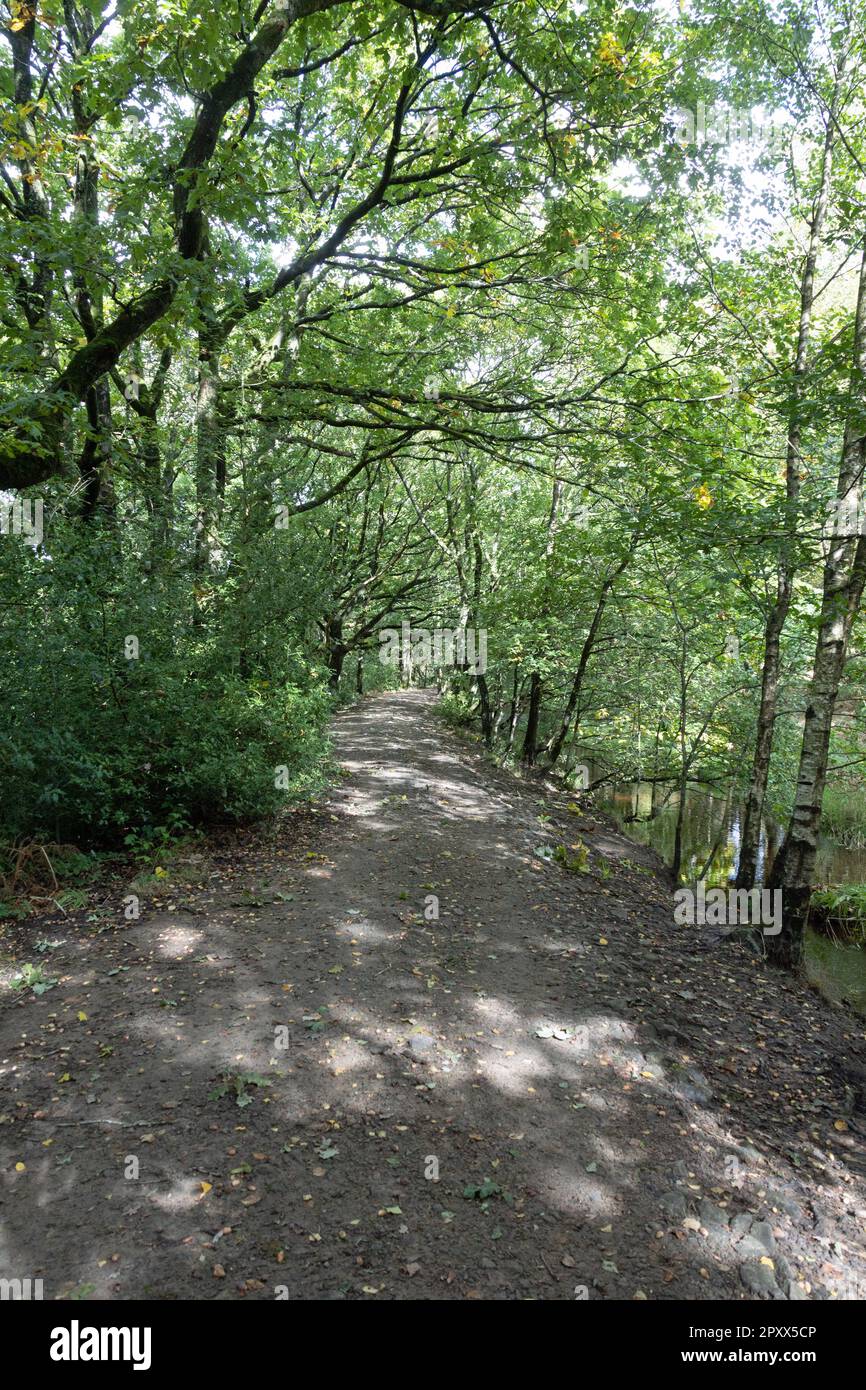 Wheelton plantation hi-res stock photography and images - Alamy