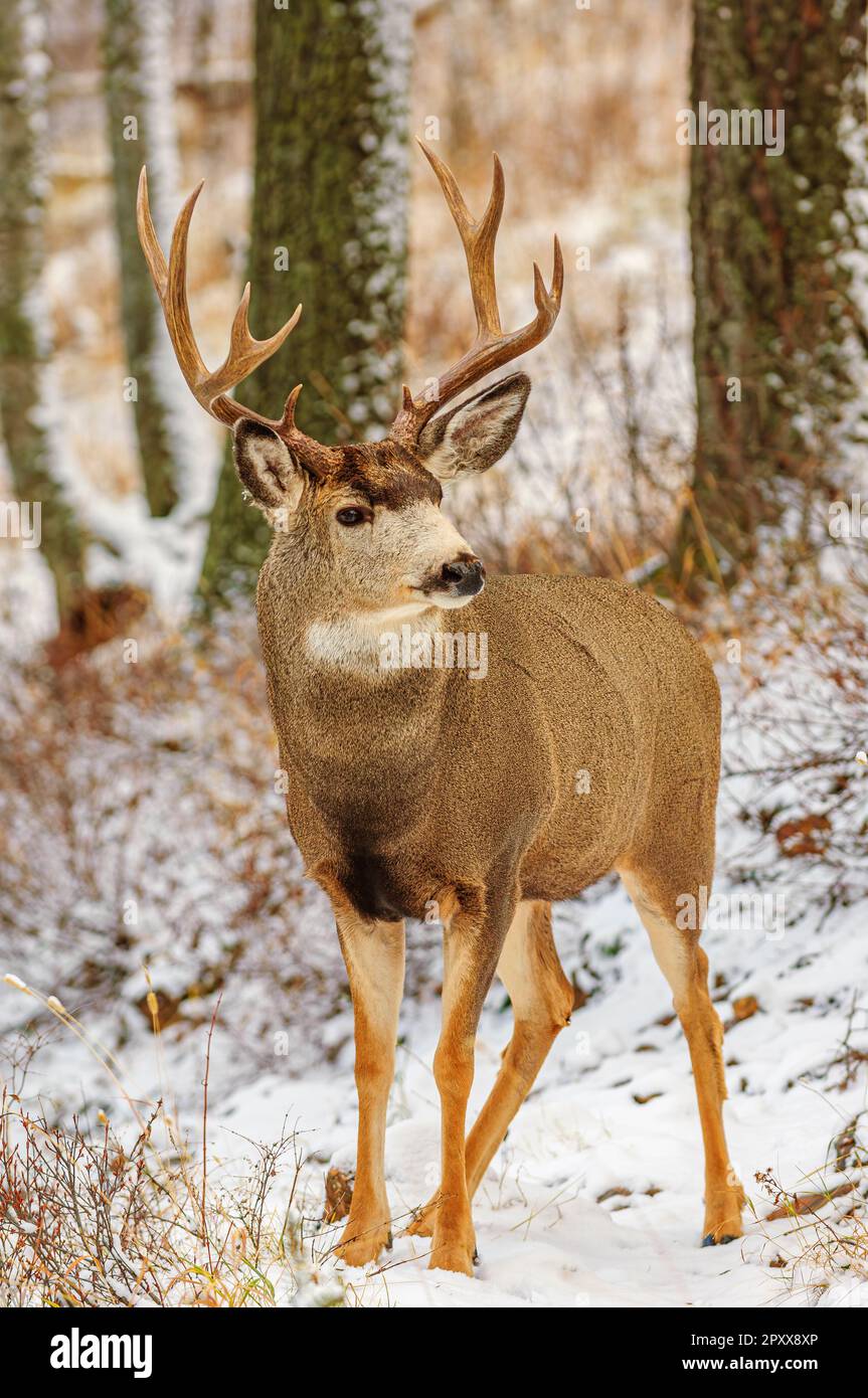 A large mule deer buck during the autumn rut in southwest Alberta Stock ...