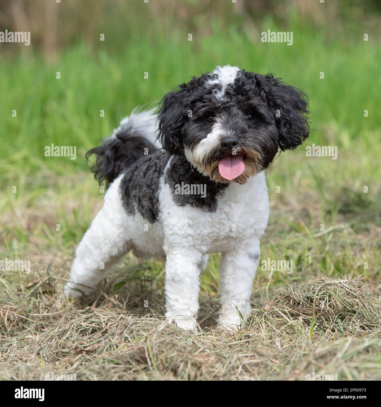 pooshon cross breed Stock Photo - Alamy