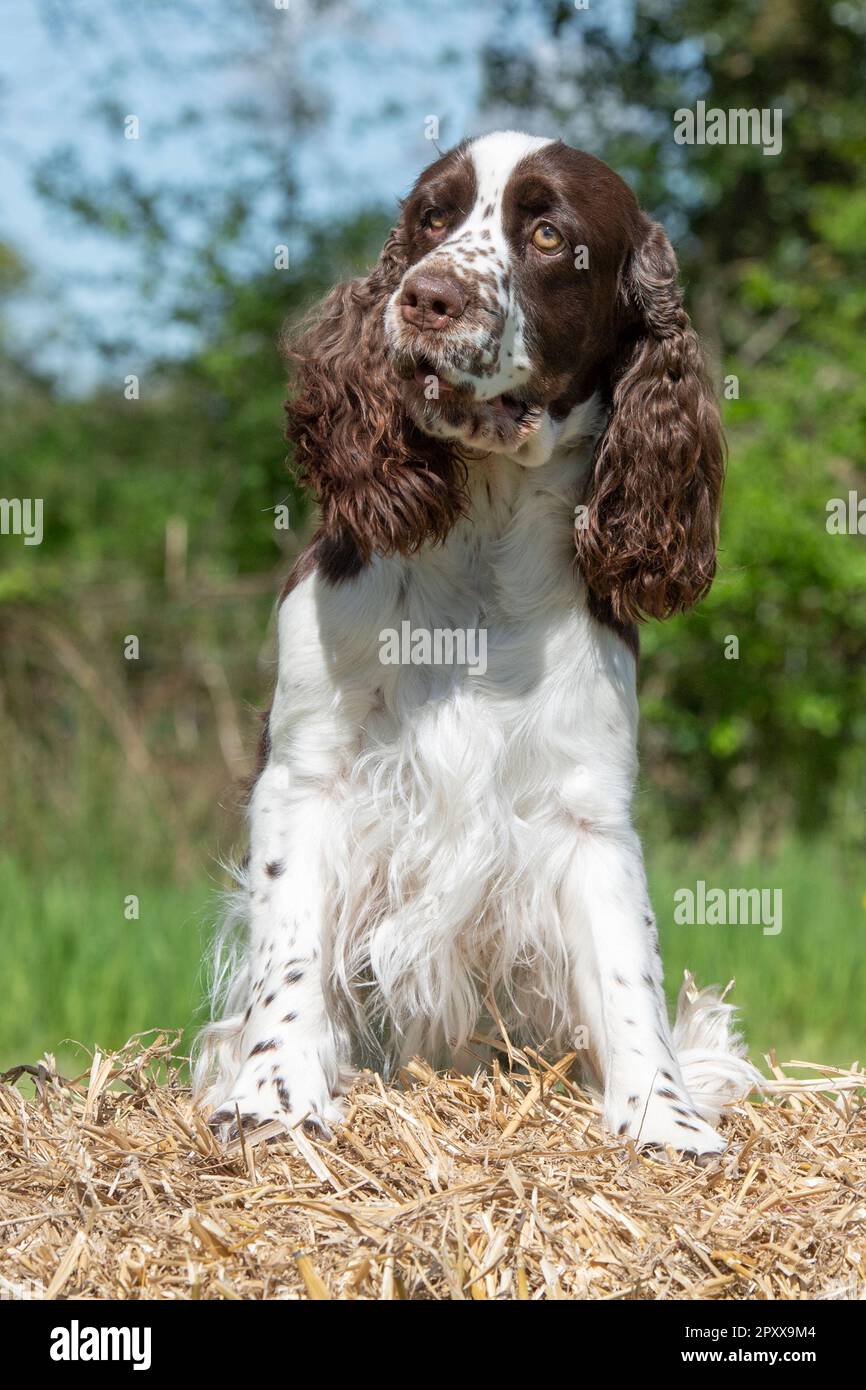 English Springer Spaniel dog Stock Photo - Alamy
