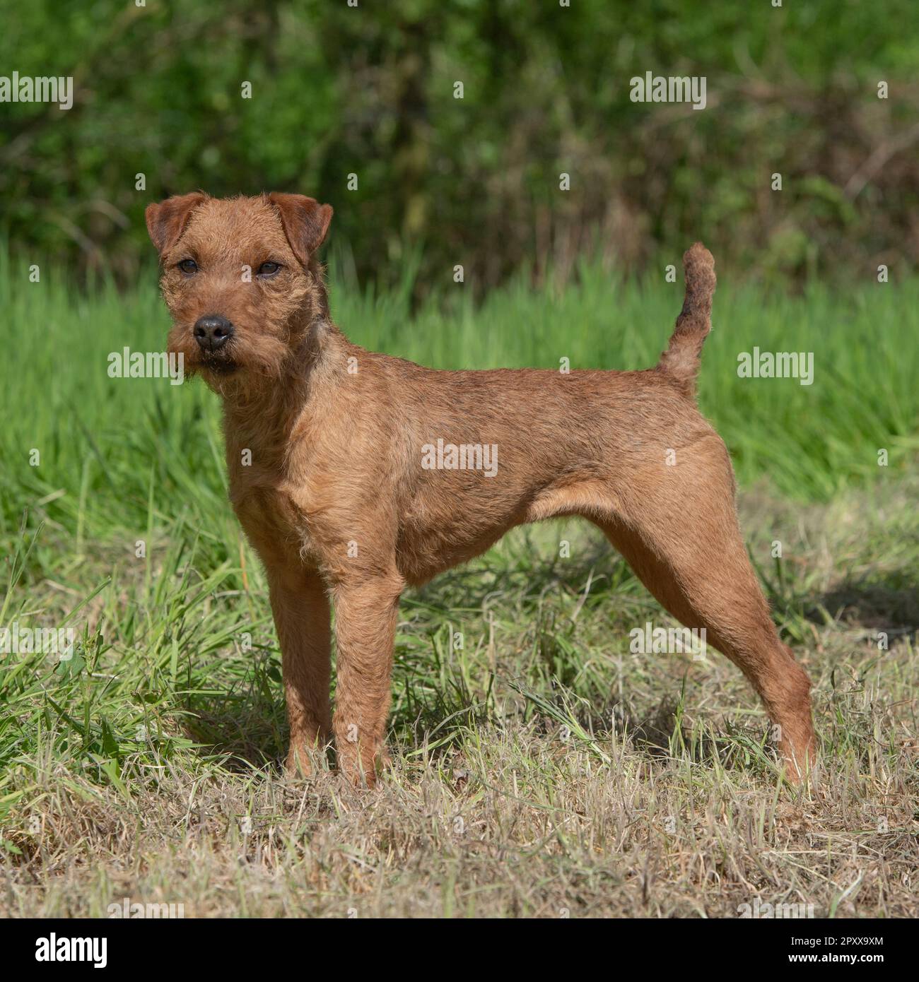 working fell lakeland terrier Stock Photo - Alamy