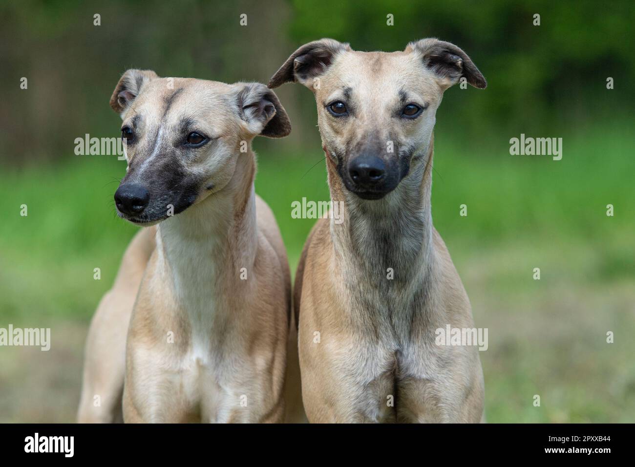 two whippet dogs Stock Photo - Alamy