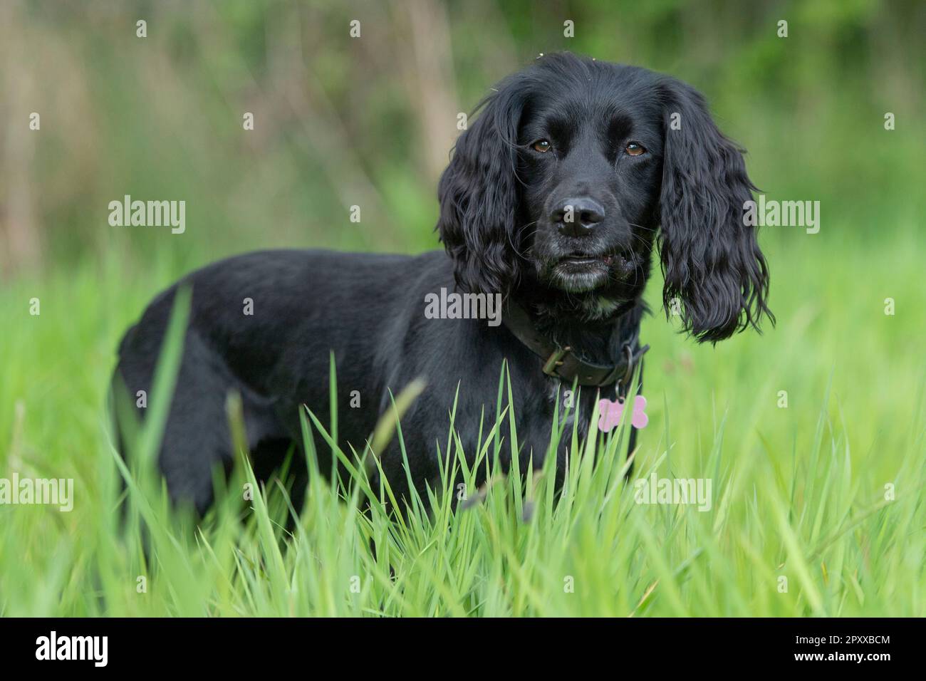 working cocker spaniel Stock Photo - Alamy