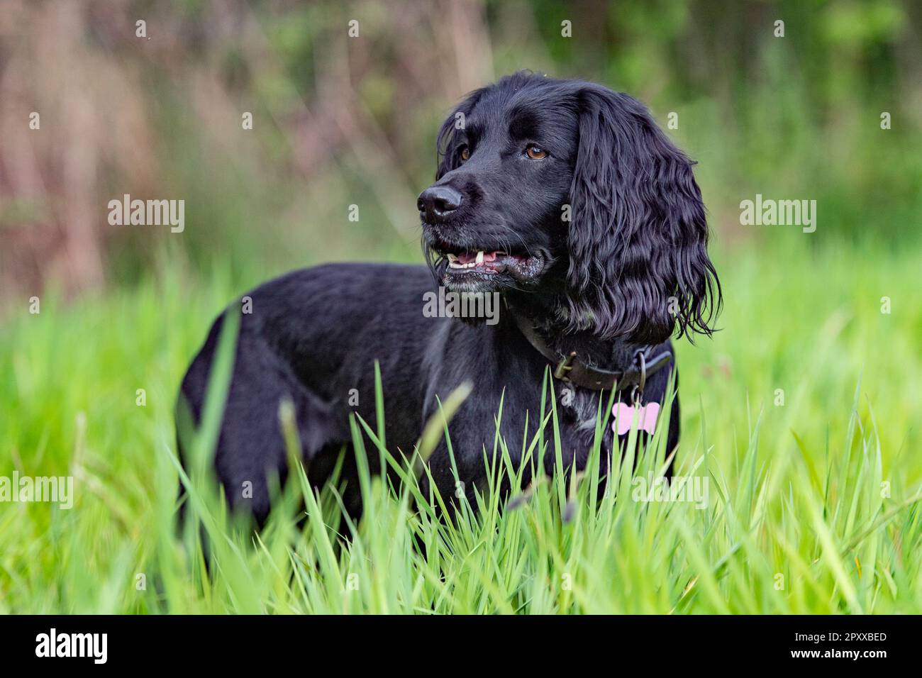 working cocker spaniel Stock Photo - Alamy