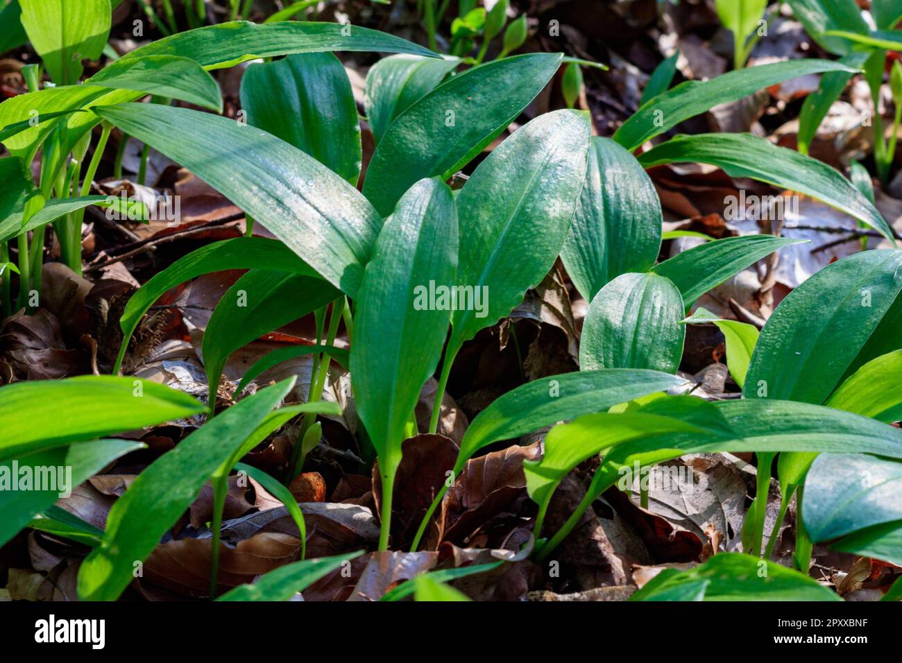Wild Garlic (Allium ursinum) Growing in a Forest with Lush Green Leaves ...