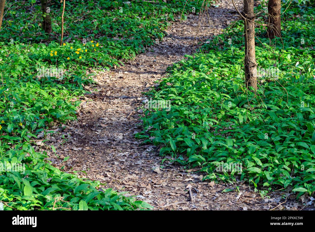 Curved Forest Path Lined with Wild Garlic (Allium ursinum) in Spring ...