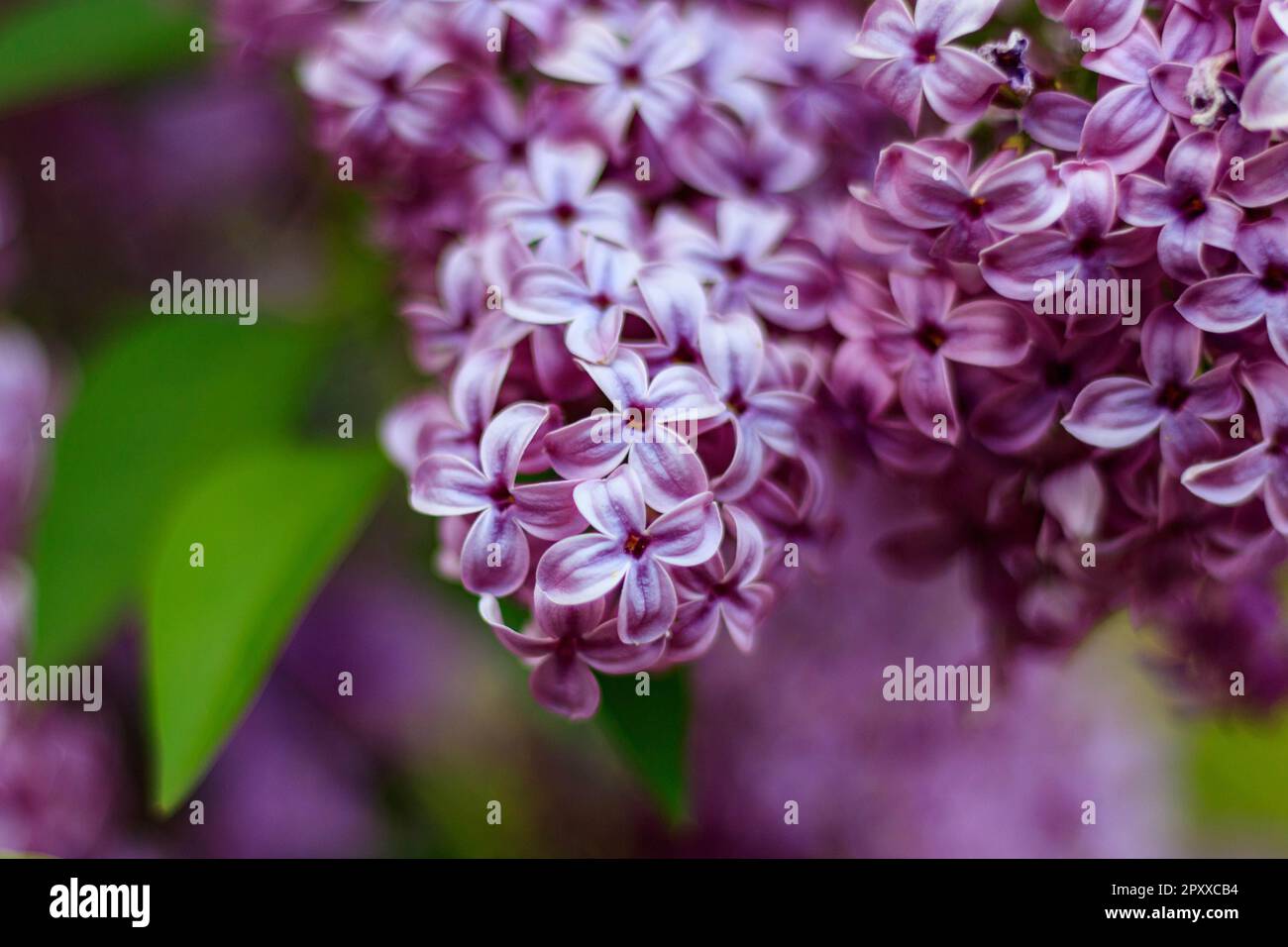 Soft purple lilac blossoms hi-res stock photography and images - Alamy