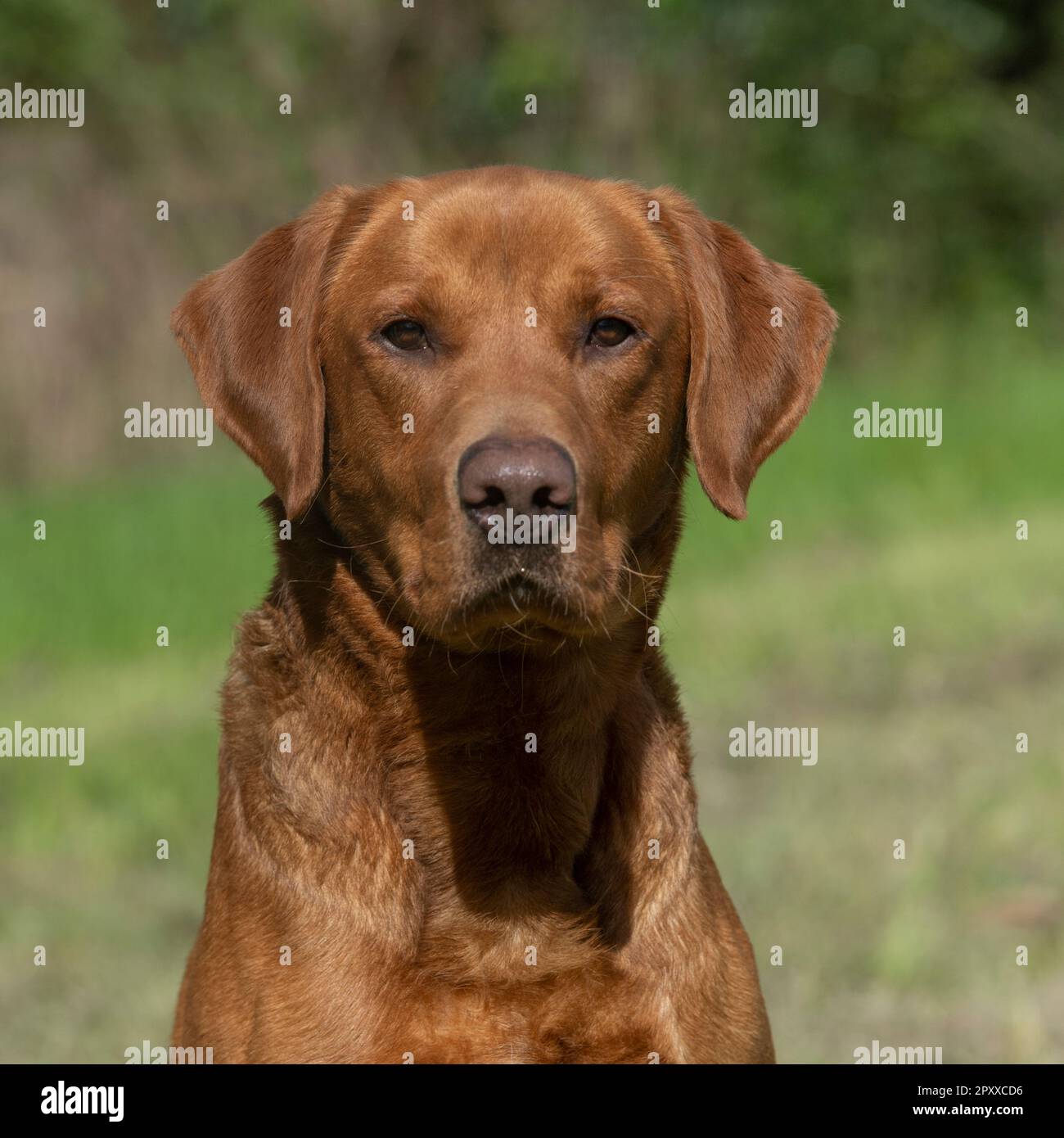 fox red lab Stock Photo - Alamy