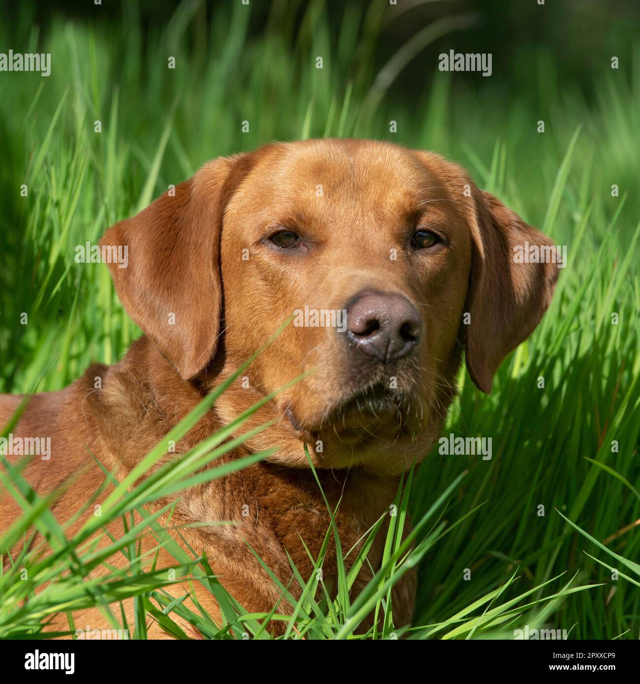 fox red labrador retriever Stock Photo - Alamy