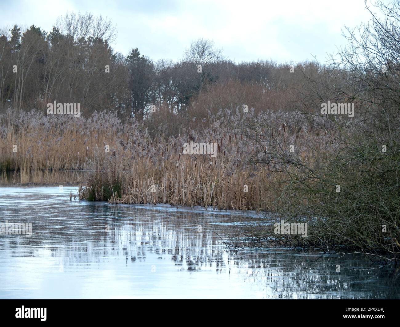 Frozen lake and reedbed at Tophill Low Nature Reserve near Driffield ...