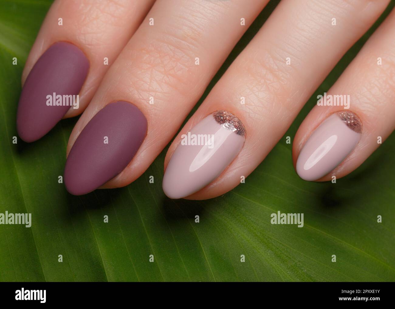 Tender neat manicure on female hands on a background of green leaves ...