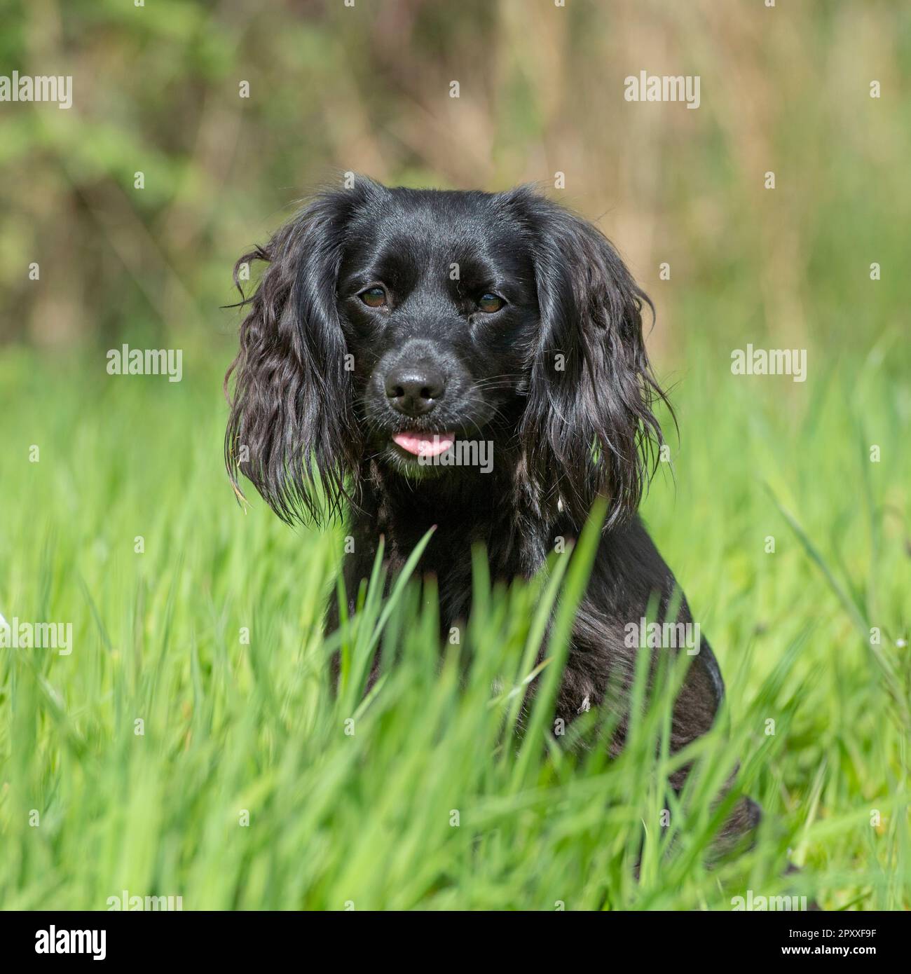 black working cocker spaniel Stock Photo - Alamy