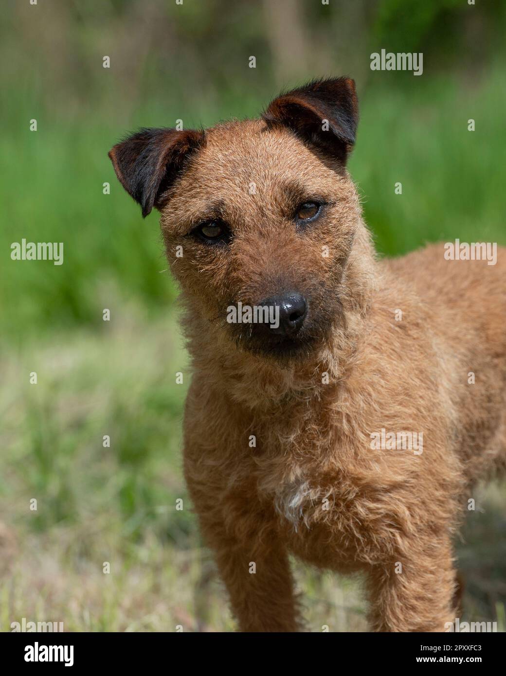 working fell terrier Stock Photo - Alamy