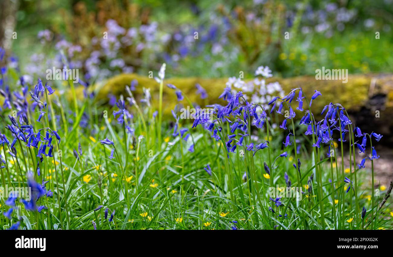 Clump of vibrant blue Bluebells on woodland floor Stock Photo - Alamy